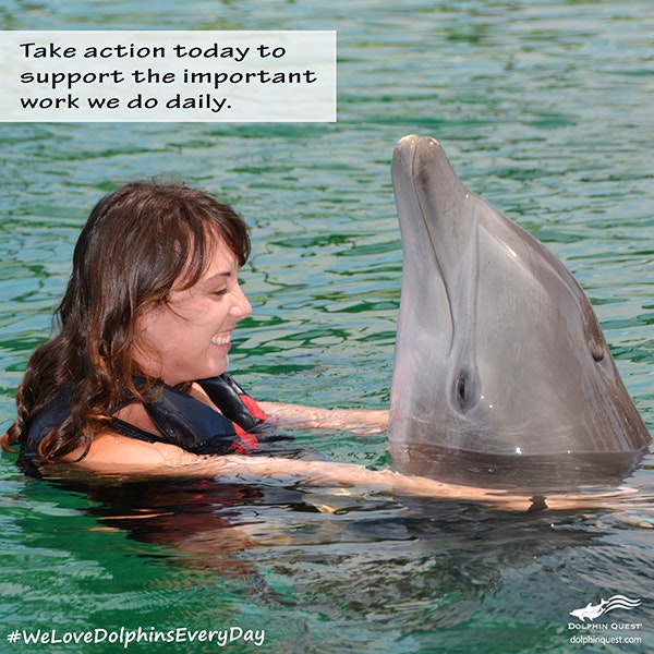 Take Action Today To Support The Important Work We Do Daily | Dolphin Quest