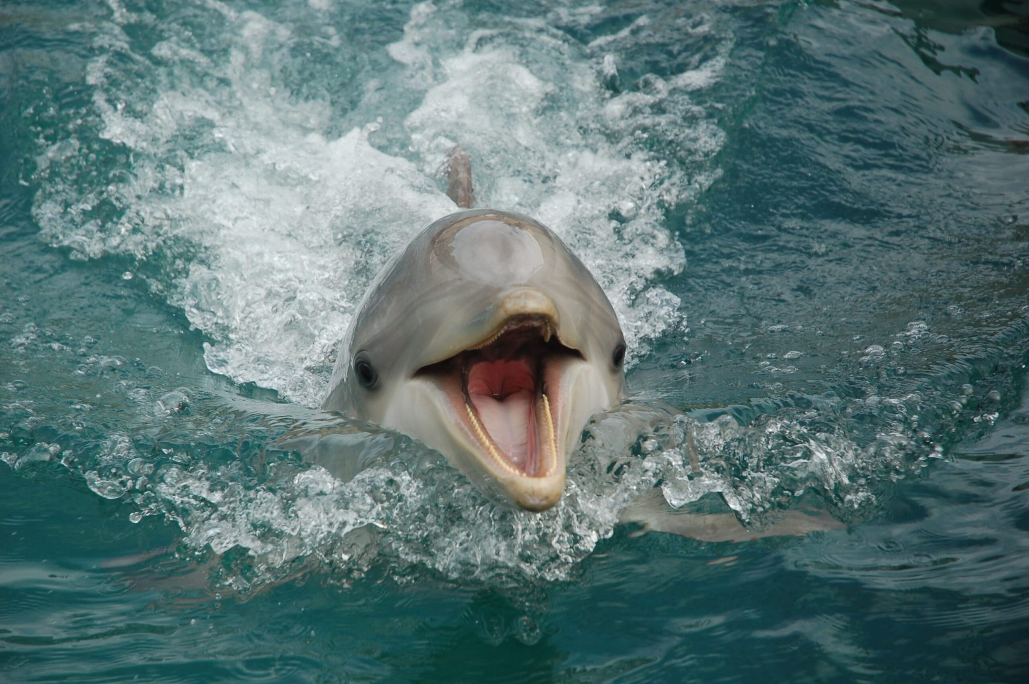 American Humane Certification and others | Dolphin Quest